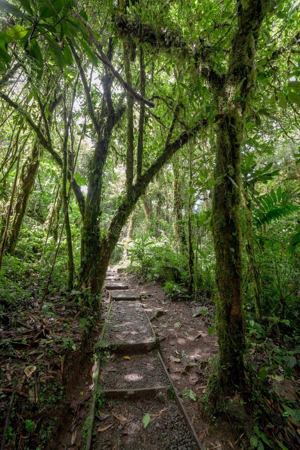 Stone Path in Rainforest Monteverde Costa Rica Stock Image - Image of ...