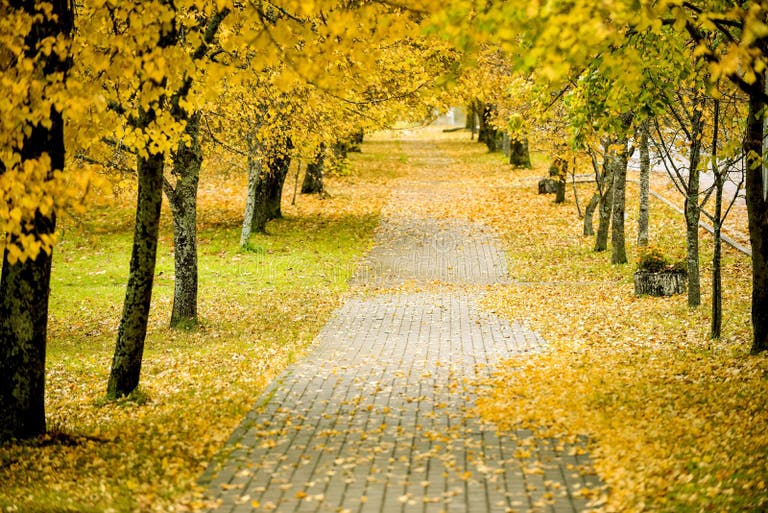 Stone Path Surrounded by Drooping Autumn Trees and Yellow Leaves Stock ...