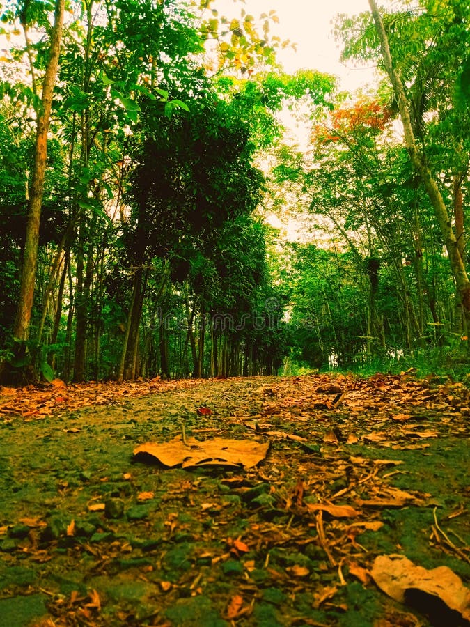 The Stone Path Surrounded by Trees is Very Beautiful and ...