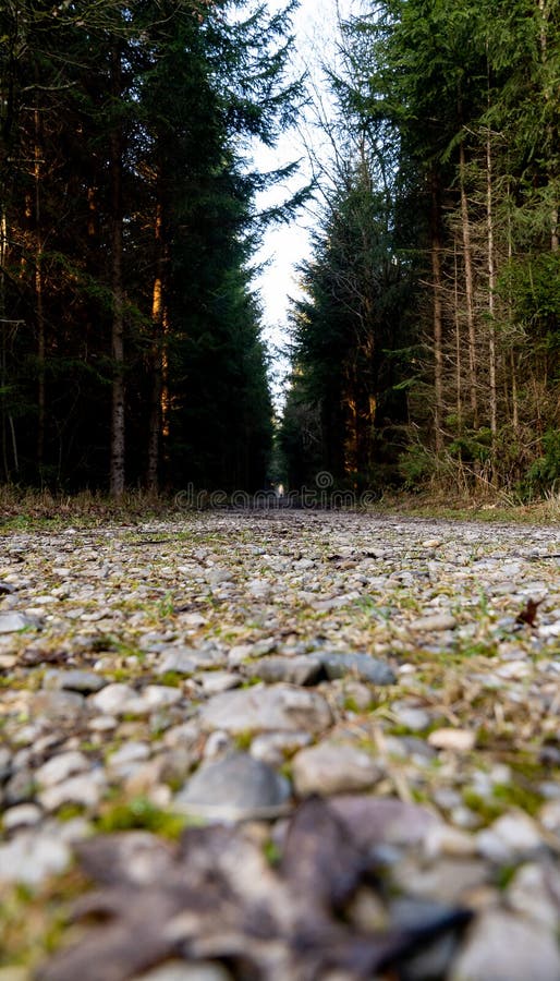 Stone Path Thourgh Forest with Large Trees Stock Photo - Image of leaf ...