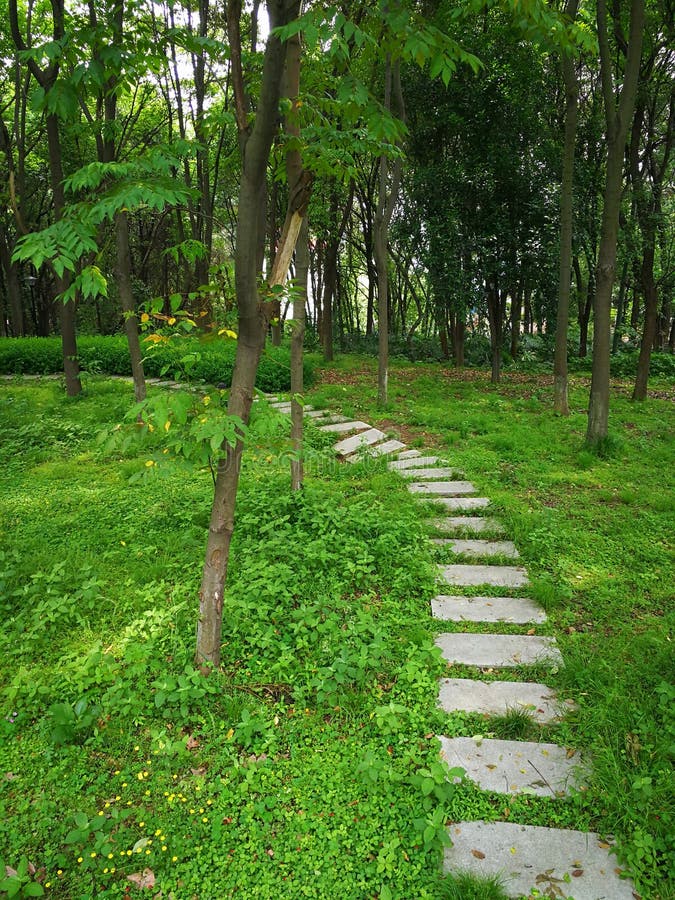 Stone path stock photo. Image of flora, grass, lawn, plantation - 91713940