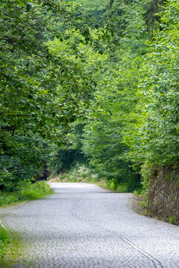 Stone Path between the Trees Stock Image - Image of valley, moselle ...