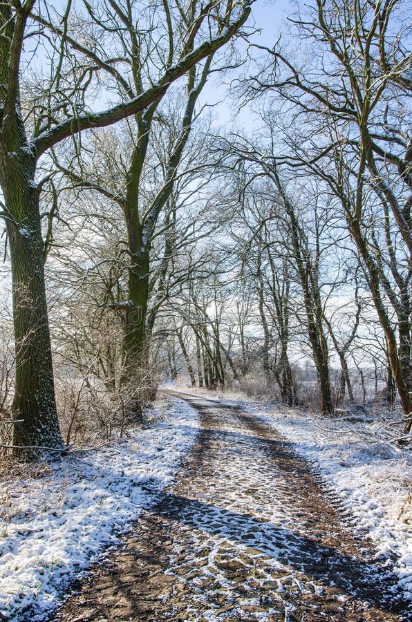 Stone Pathg Though a Tree Alley in Winter Stock Photo - Image of paved ...