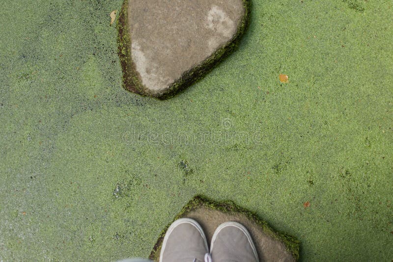 Stone Pathway on Green Water with Microalgae Stock Image - Image of ...