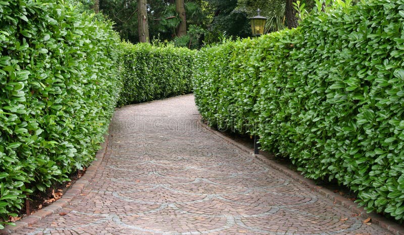 Stone Pathway between Hedge Stock Photo - Image of curb, green: 7498986