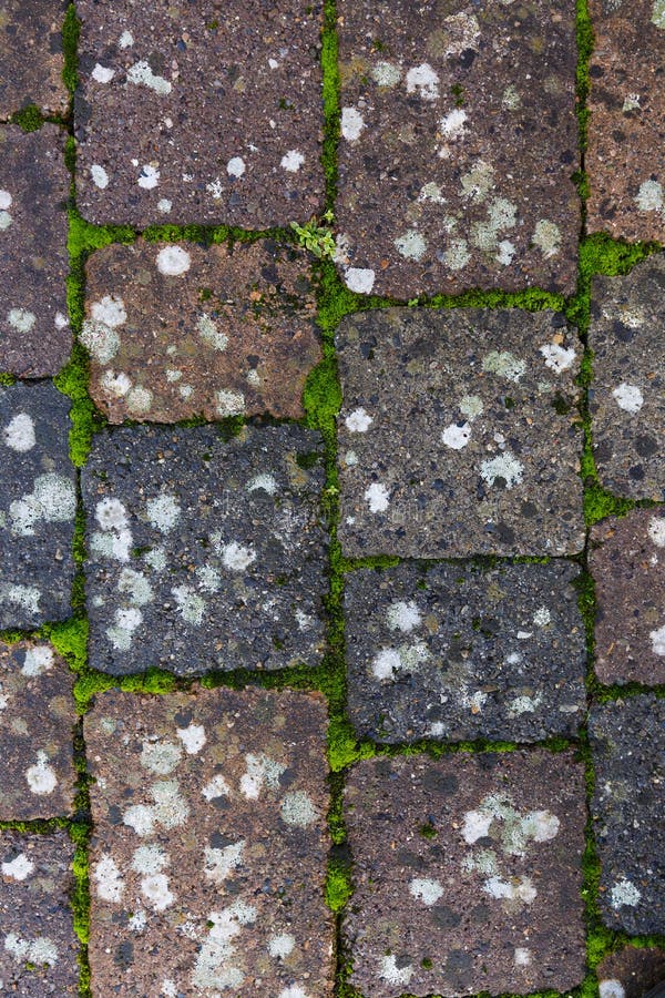 Pathway Texture in Garden.Vertical Garden. Stock Photo - Image of lawn ...