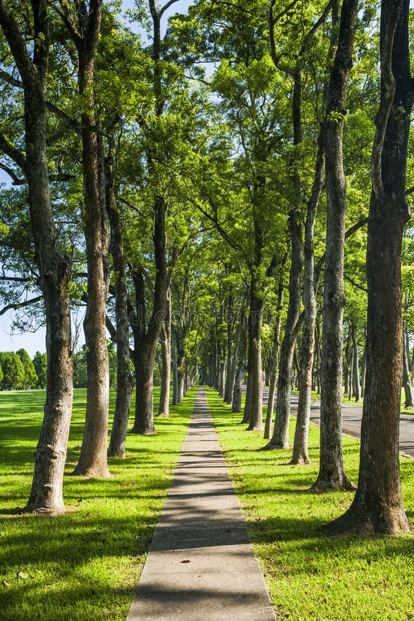 Stone Pathway with Green Trees in the Park Stock Photo - Image of stone ...
