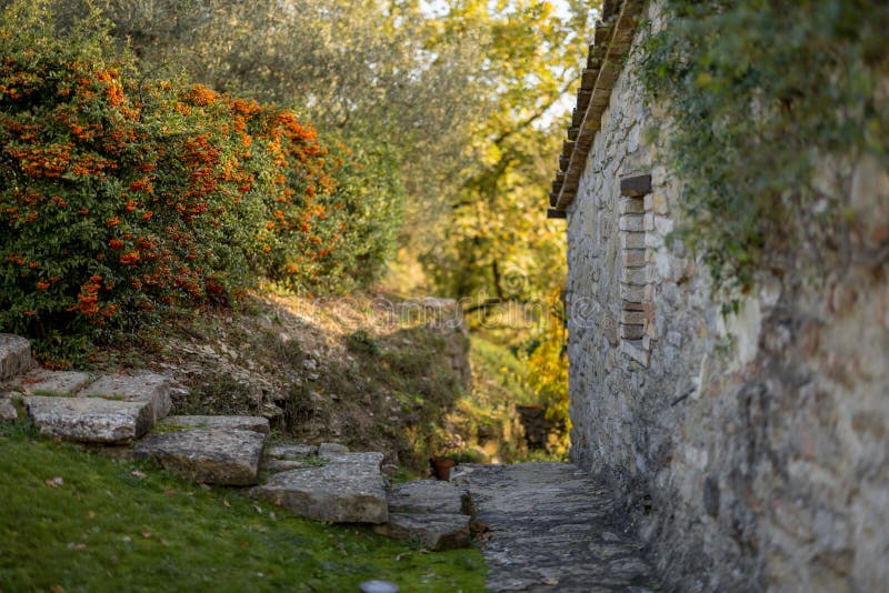 Stone Pathway and Vibrant Autumn Bush Stock Photo - Image of berries ...