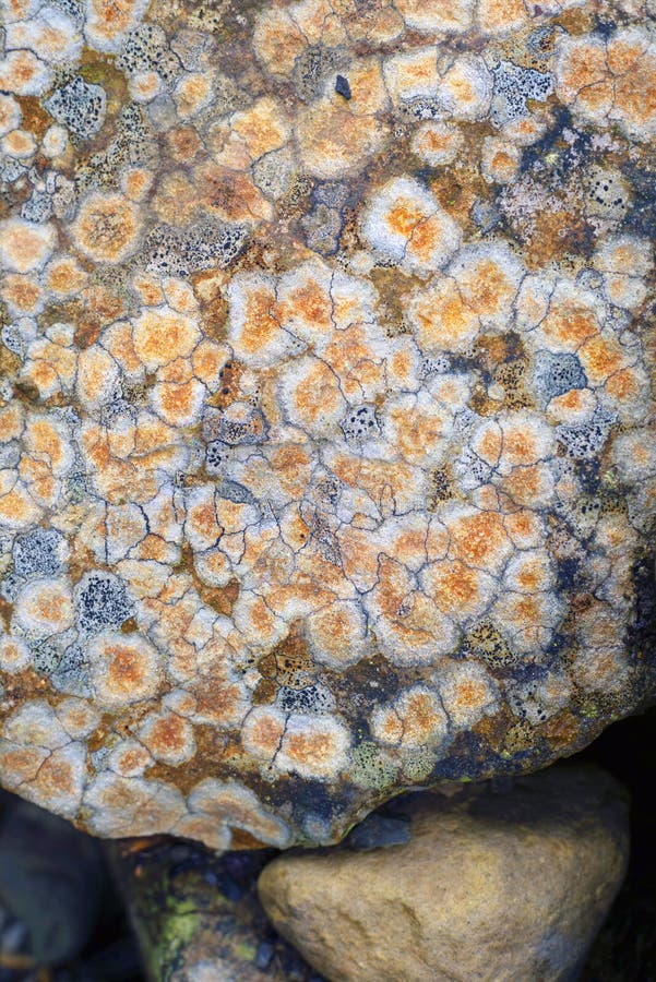 Stone Pattern in the Mountains Stock Image - Image of mineral, fungus ...