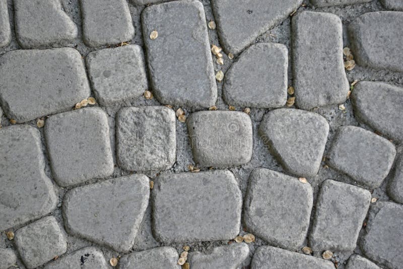 Stone-paved Path Close-up in the Evening with Tree Seeds Stock Photo ...