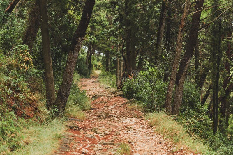 Stone Paved Path Pine Woods Croatia Stock Photos - Free & Royalty-Free ...