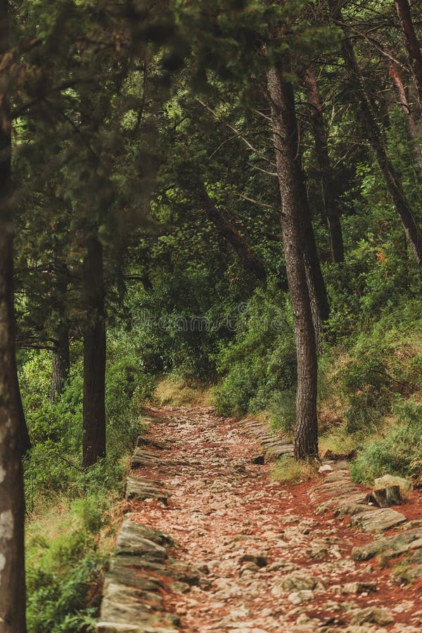 Stone Paved Path in the Pine Woods in Croatia Stock Photo - Image of ...