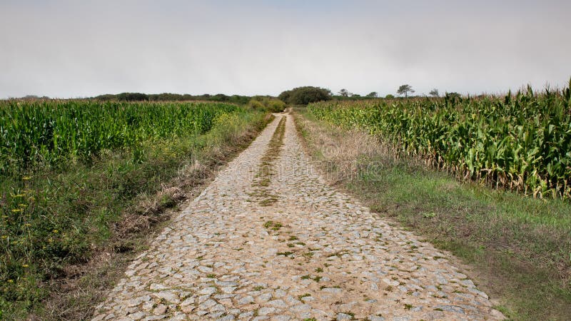 Stone-paved Road in the Cornfields Stock Image - Image of cornfields ...