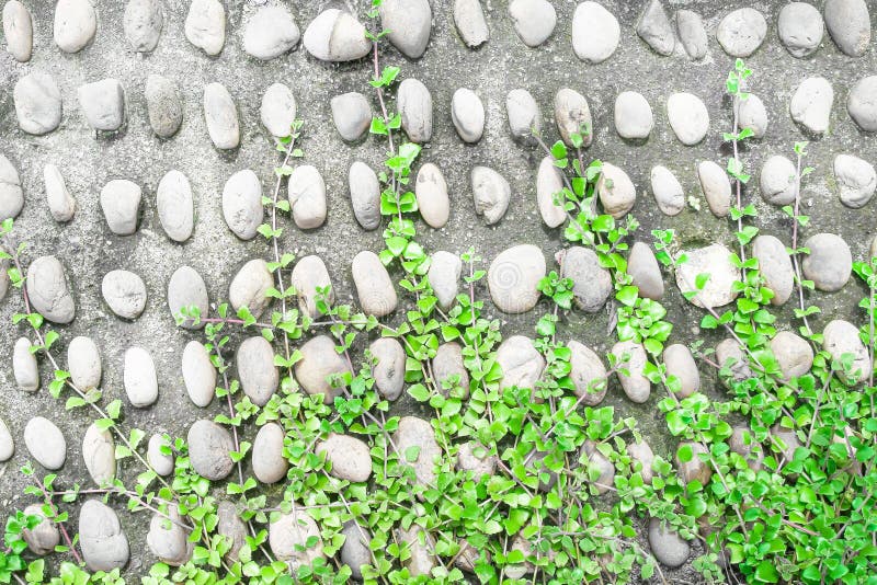 Stone Pavement Patterns on Floor with Small Green Plant Growing on ...