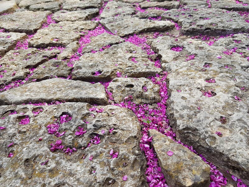 Stone Pavement with Purple Petals Stock Image - Image of summer, rock ...