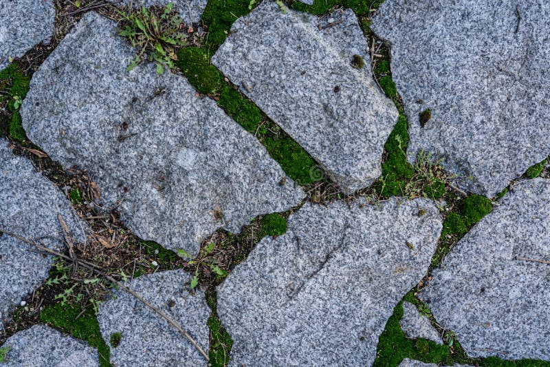Stone Paving Stones. Moss between the Stones. Moss in the Paving Stones ...