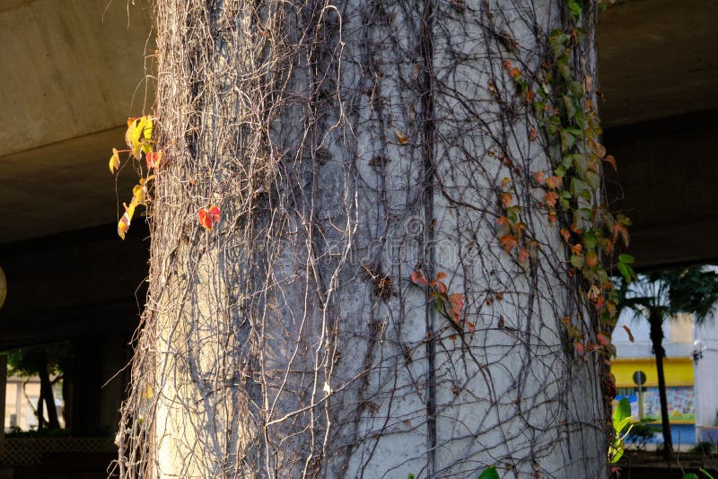 Stone Pillar with Old Rope in the Harbor in Pennan Stock Photo - Image ...
