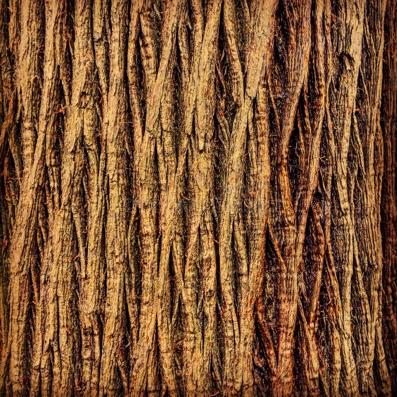 Stone pine back stock image. Image of screen, gnarled - 85701925