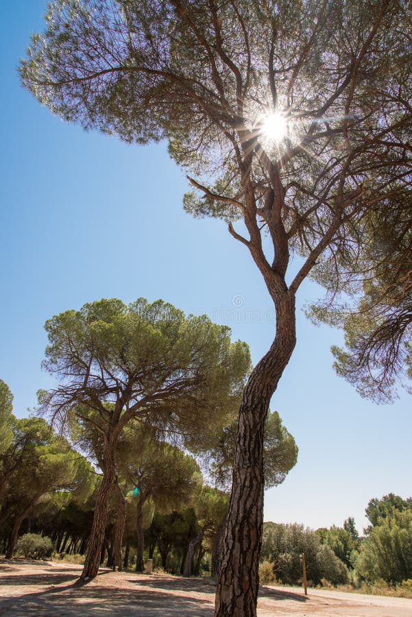 Stone Pine trees stock image. Image of park, tree, donana - 25798423