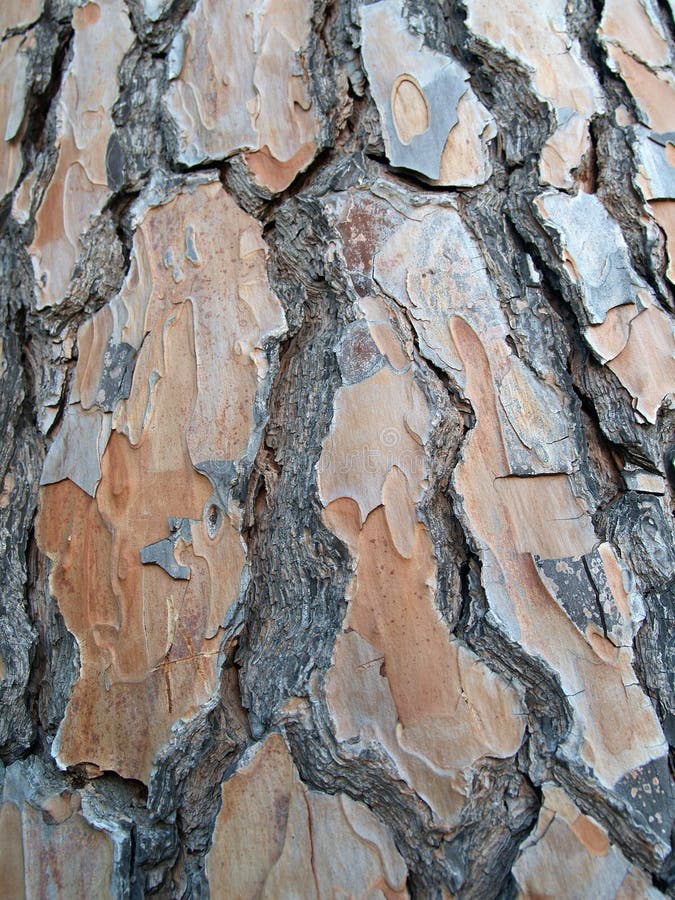 Stone Pine Bark, Texture. Background Stock Image - Image of italian ...