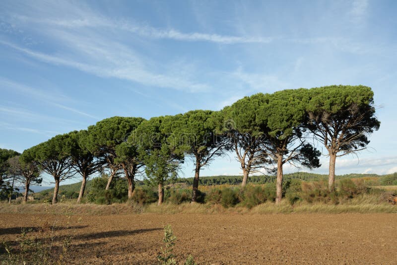 Pine Forest (Pinus Pinea), Provence, Southern France Stock Image ...
