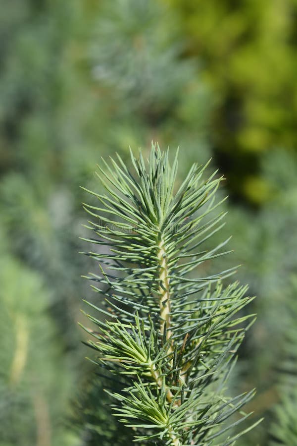 Stone Pine Silver Crest stock photo. Image of branch - 298561274