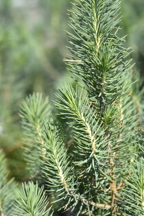 Stone Pine Silver Crest stock image. Image of foliage - 295503173