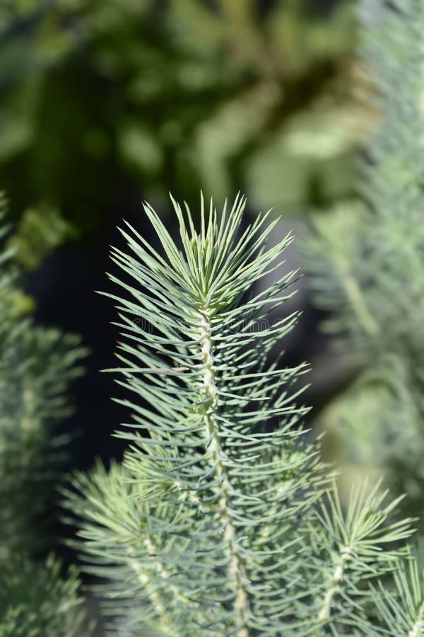 Stone Pine Silver Crest stock photo. Image of stone - 233379414