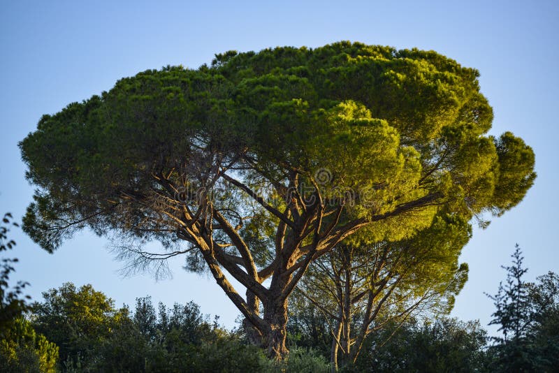 The stone pine stock image. Image of leaves, trunk, photographed ...