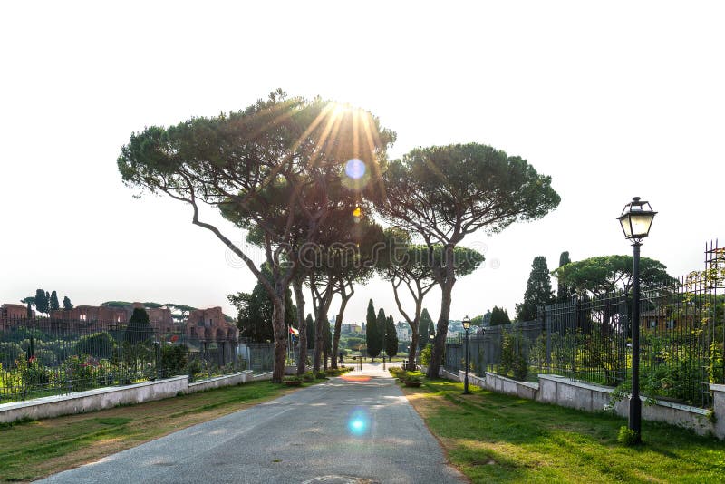 Stone Pine Tree in the Morning by Circus Maximus. Pinus Pinea Stock ...