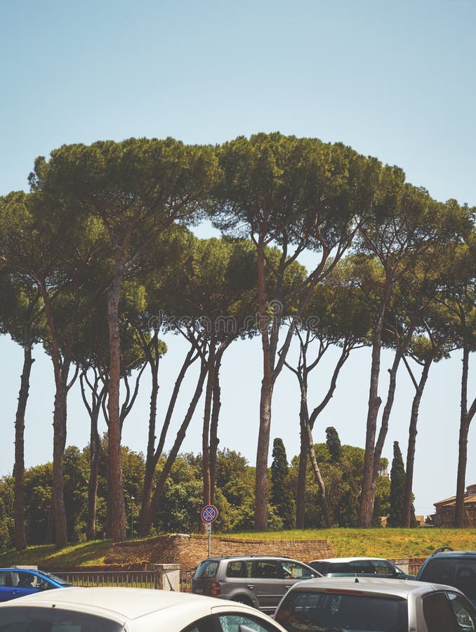 Stone Pine Trees in the Background, Rome, Italy. Stock Photo - Image of ...