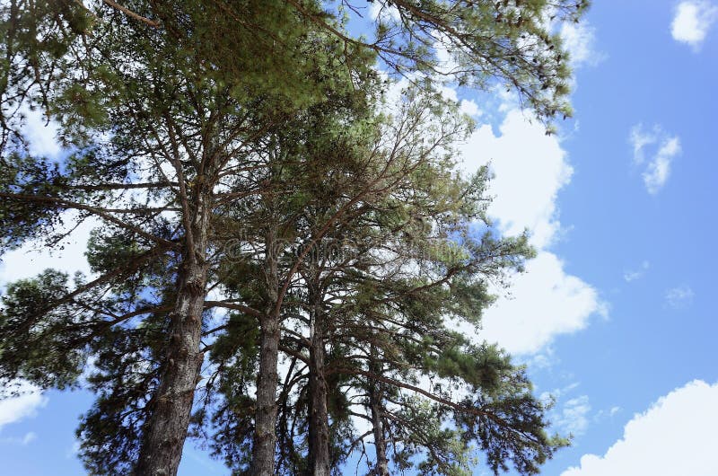 Stone Pine Trees (pinus Pinea) on Sunny Day Stock Image - Image of ...
