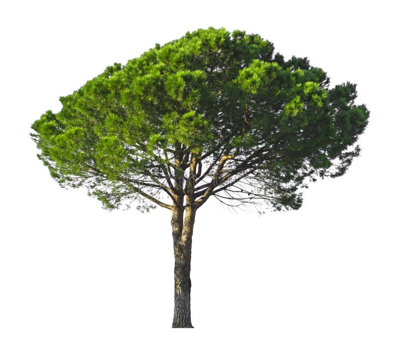 The Stone Pine Tree, Known As Italian Stone Pine, Botanical Name Pinus ...