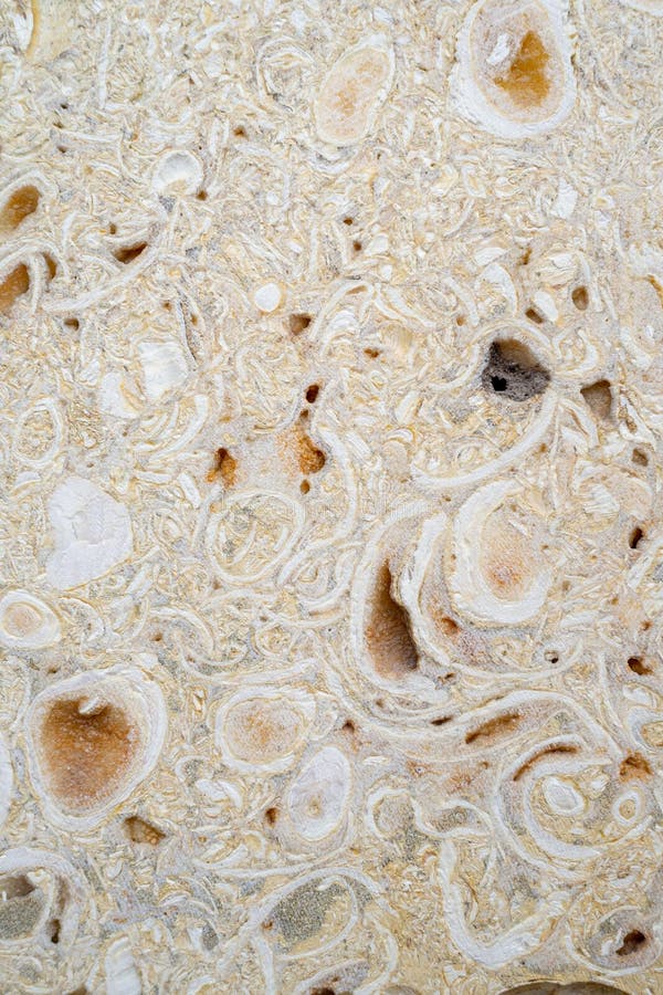 Stone Porous Texture with Splashes of Shell Rock. Brickwork of a Shell ...