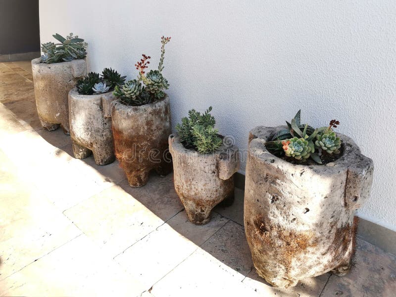 Stone Pots with Different Types of Succulents are Standing in Row Near ...