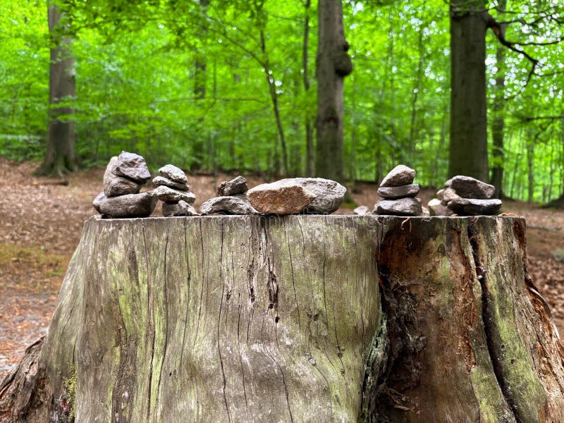 The Stone Pyramids are Built on a Large Tree Stump in a Mountain Forest ...
