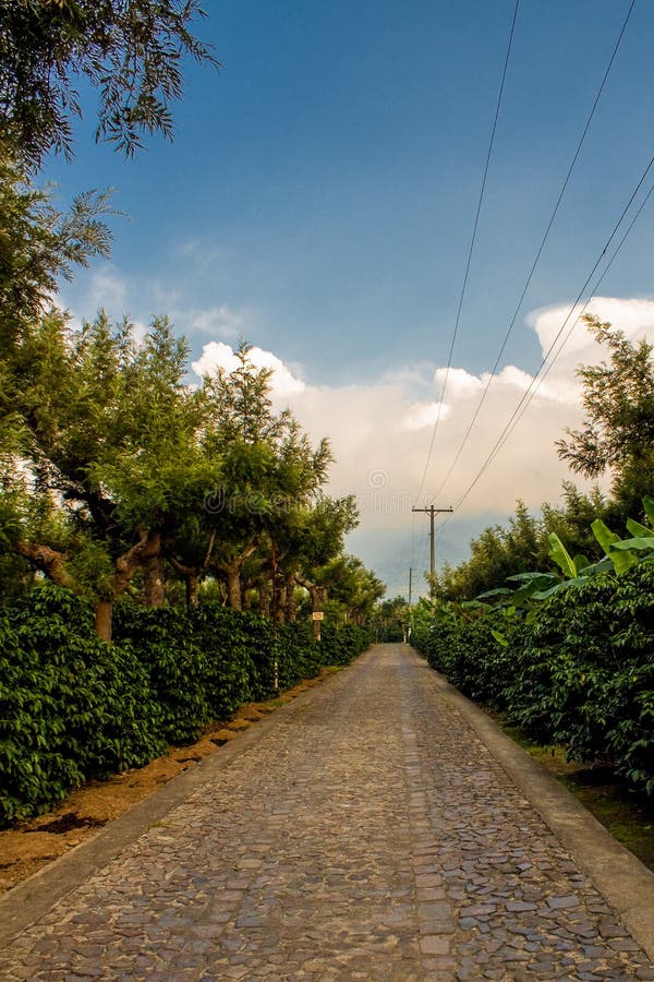 Stone Road at Coffee Farm in Guatemala Stock Image - Image of farm ...