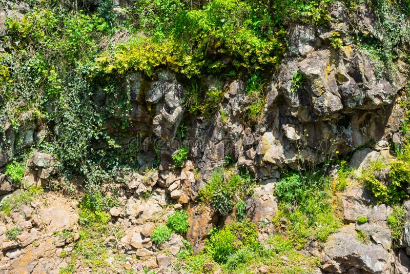 Stone Rock. Trees and Plants Grow from the Rock Stock Photo - Image of ...