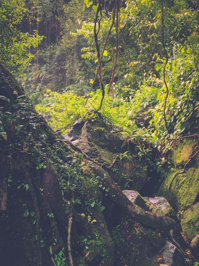 Stone Rock Deep in Green Jungle Stock Photo - Image of environment ...
