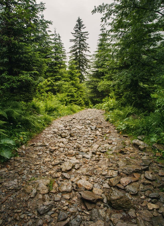 Stone Rocks Mountain Path in the Forest Stock Image - Image of ...