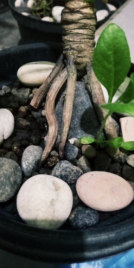 Stone and root stock photo. Image of grass, wood, wildlife - 261785402