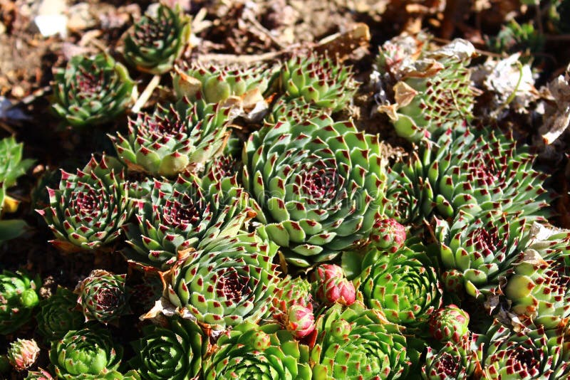 Stone Root on a Sunny Day in the Garden Stock Image - Image of ...