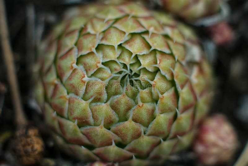 Stone Rose Blooms in Spring Stock Photo - Image of floral, beautiful ...