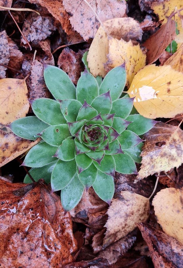 Stone rose stock image. Image of green, garden, shrub - 259903823