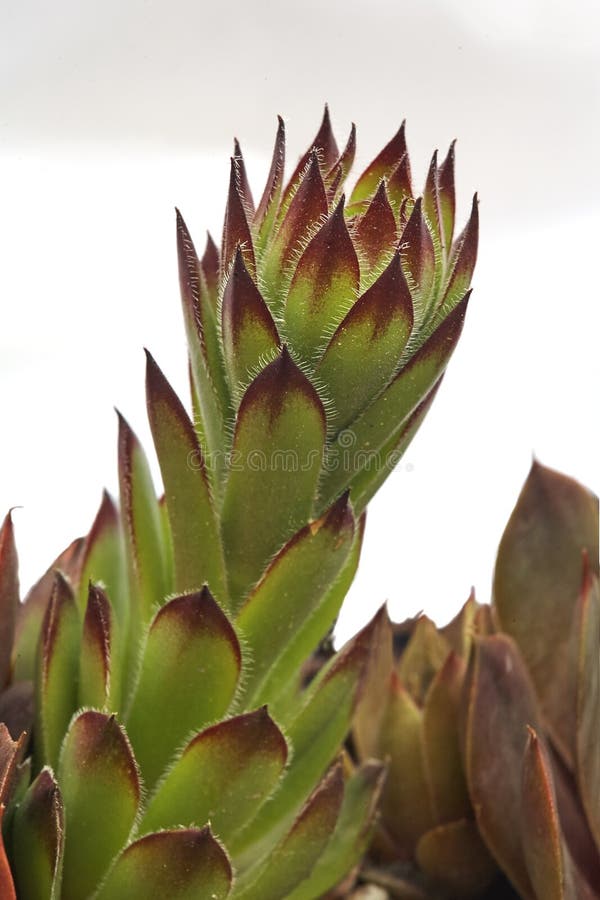 Stone rose blossom stock photo. Image of plant, flower - 144217482