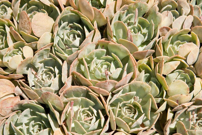 Stone roses stock photo. Image of plant, flowerbed, flower - 25638090