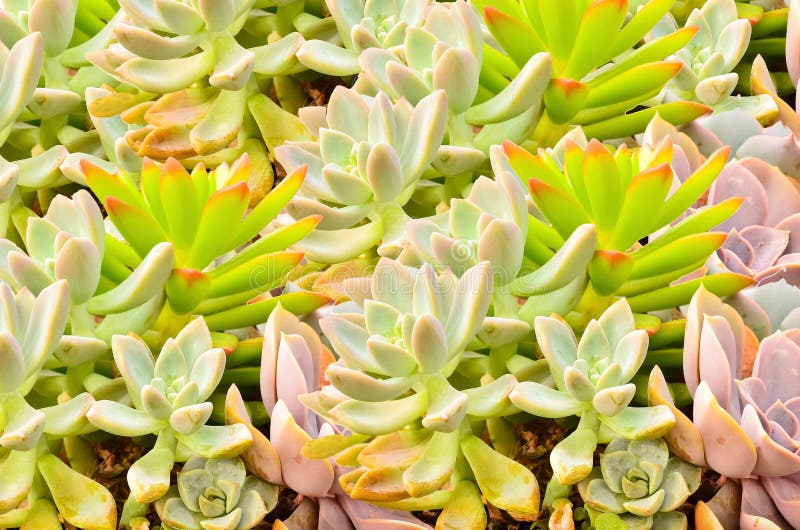 The Stone Roses stock photo. Image of gardening, growth - 133745168