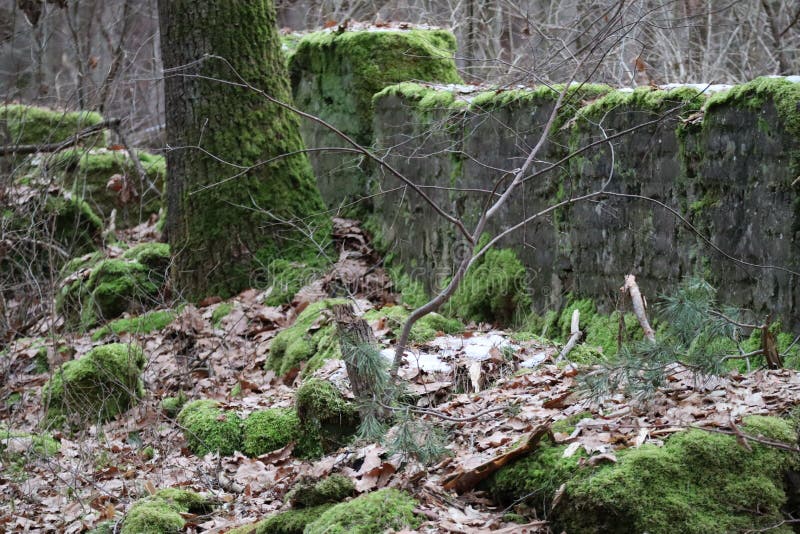 Moss gains the Upper hand stock image. Image of coloring - 267838899