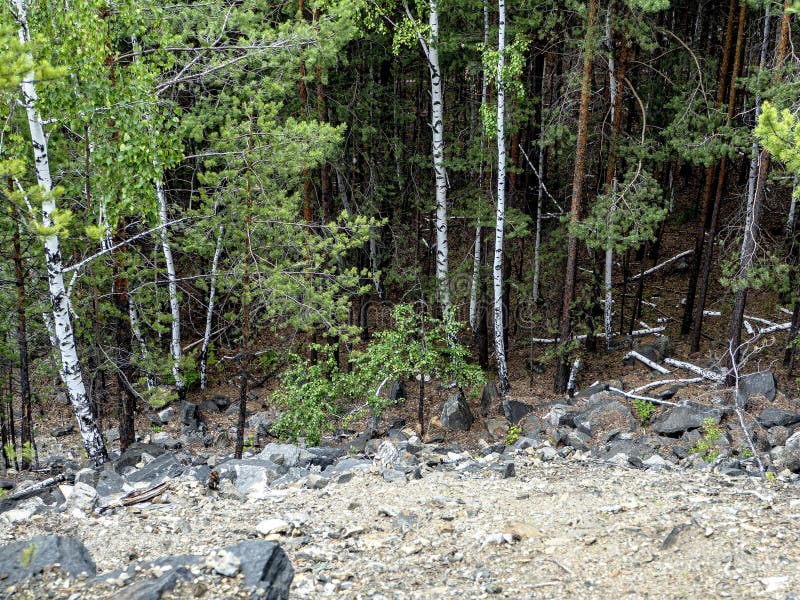 Stone Scree from an Old Mine on the Edge of the Forest Stock Image ...