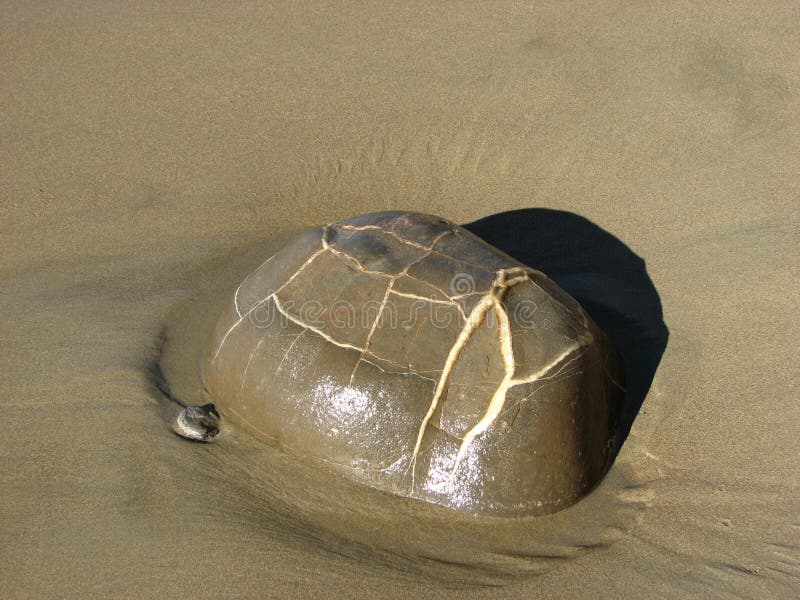 Sea Turtle Zoom Background Stock Photos - Free & Royalty-Free Stock ...